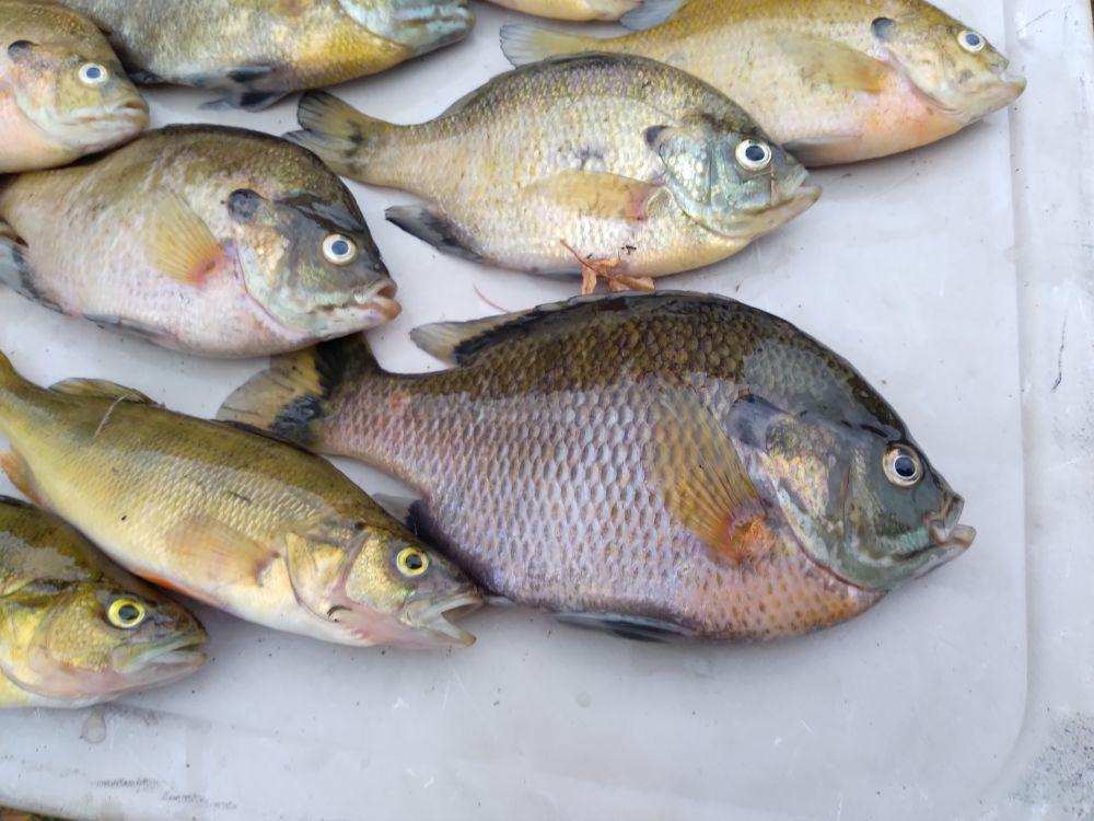 Swan Lake (WI) – Fishing, Map & Access | Lake-Link