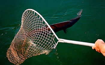 Proper Netting Means More Fish