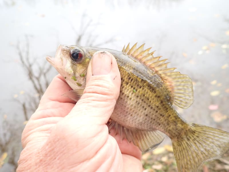 Baby Rock Bass