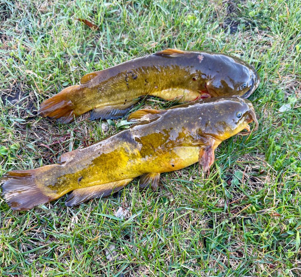Bullhead fishing(real fishing) - Wisconsin Fishing Reports