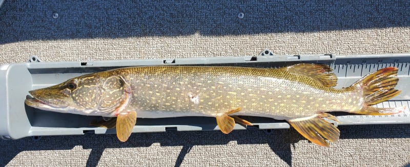 Big Muskego Lake, Waukesha County - Wisconsin Fishing Reports and ...