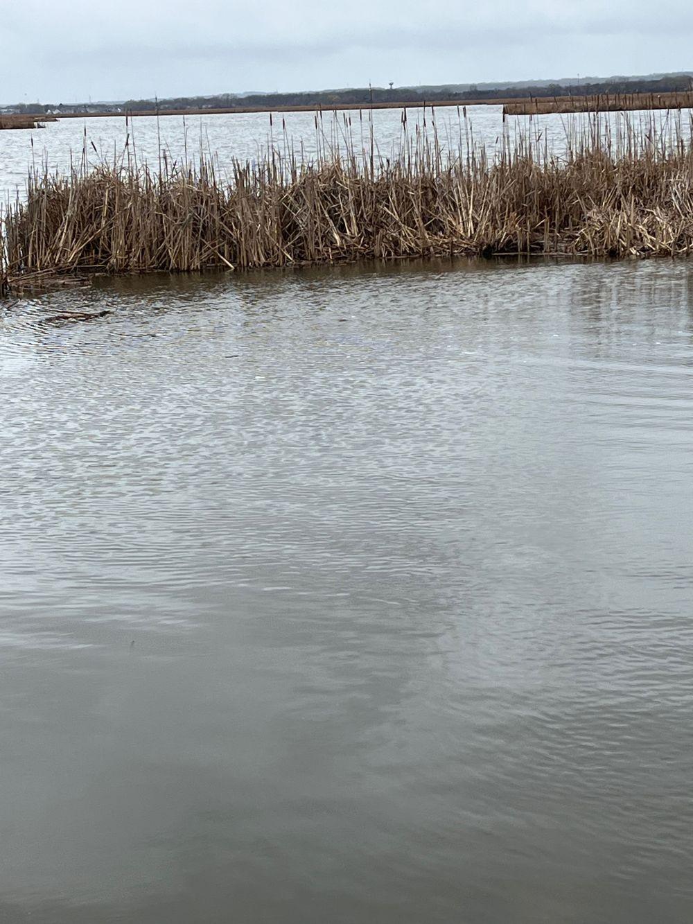 Big Muskego Lake - Wisconsin Fishing Reports