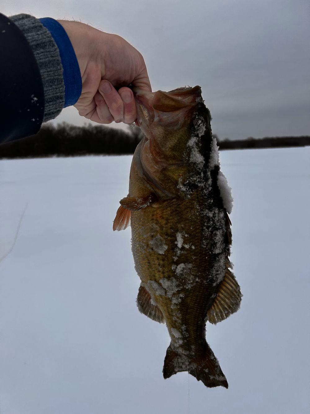Busse Lake - Illinois Fishing Reports
