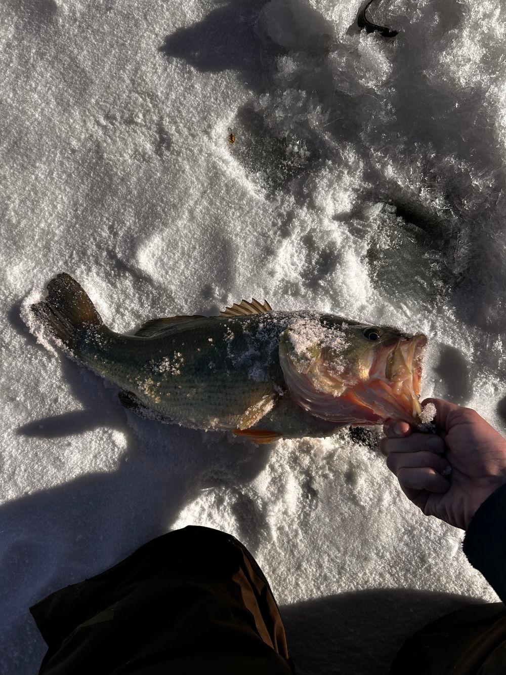 Busse Lake - Illinois Fishing Reports