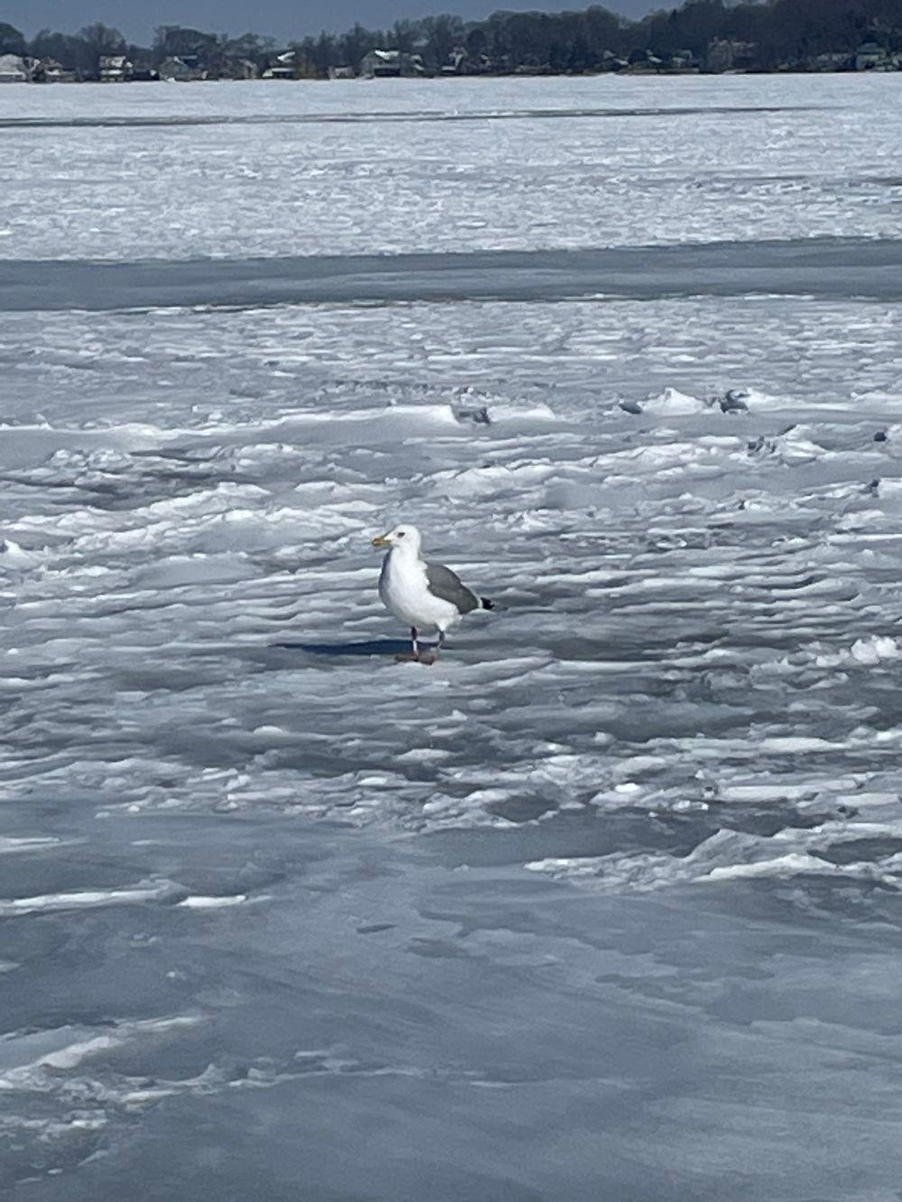 Lake Elizabeth - Wisconsin Fishing Reports