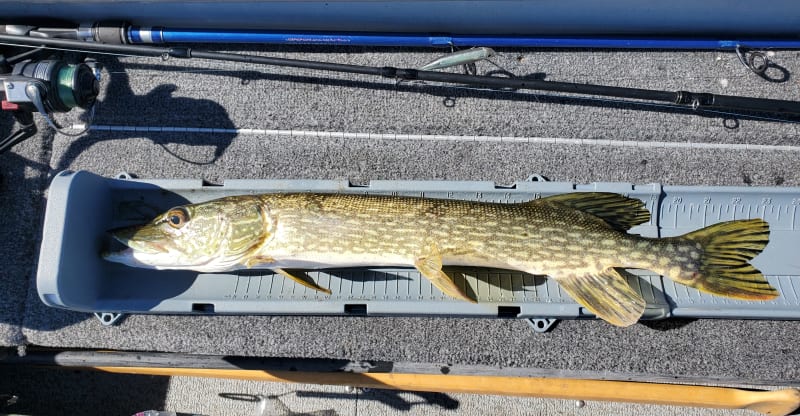 Little Muskego, Waukesha County - Wisconsin Fishing Reports and Discussions