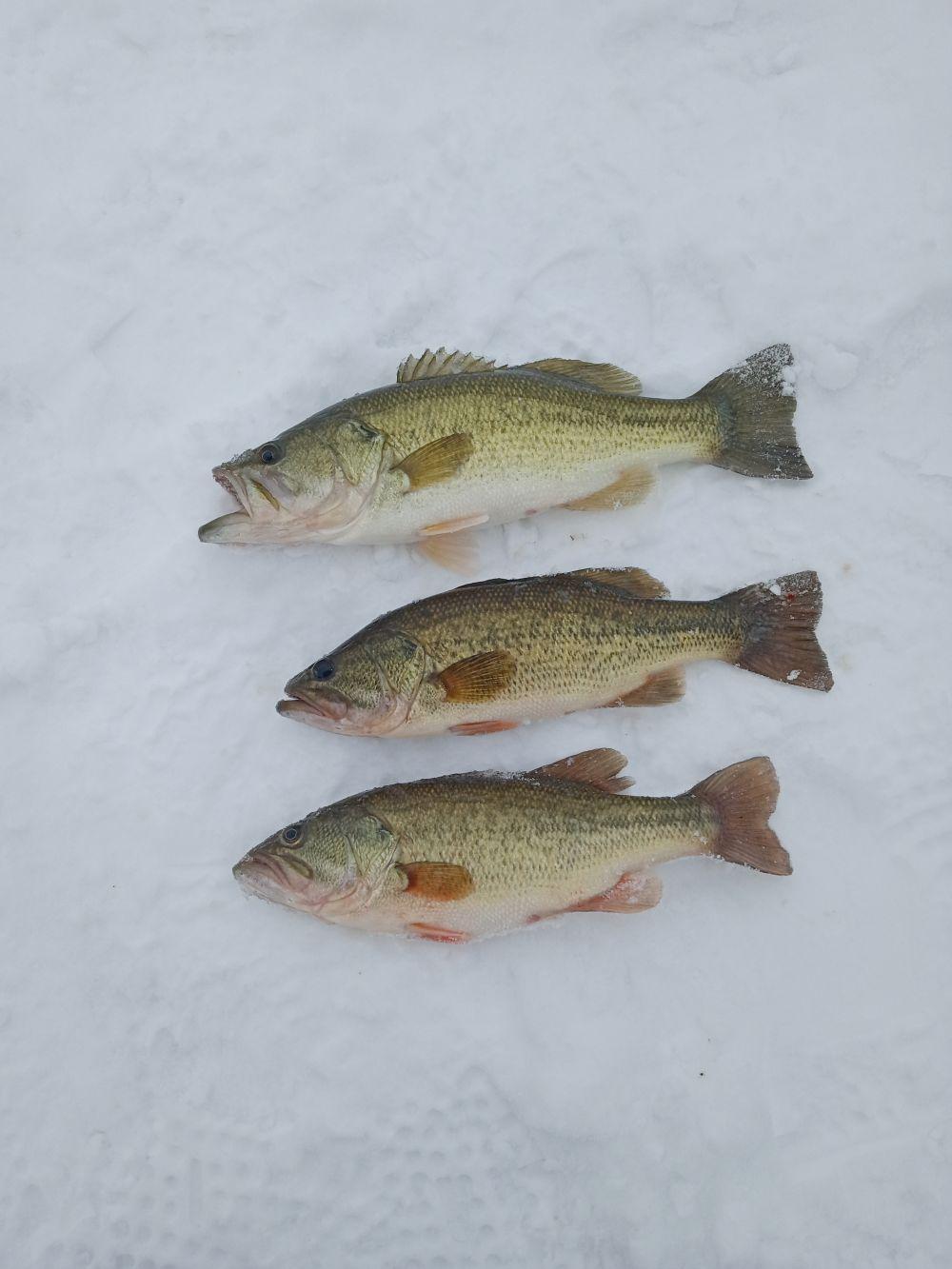 Lake Como - Wisconsin Fishing Reports