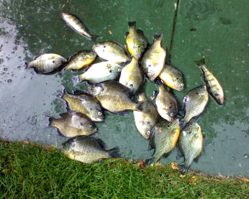 Lake Puckaway, Green Lake County - Wisconsin Fishing Reports and ...