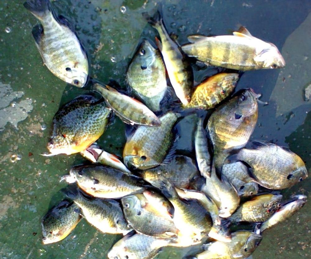 Lake Puckaway - Wisconsin Fishing Reports