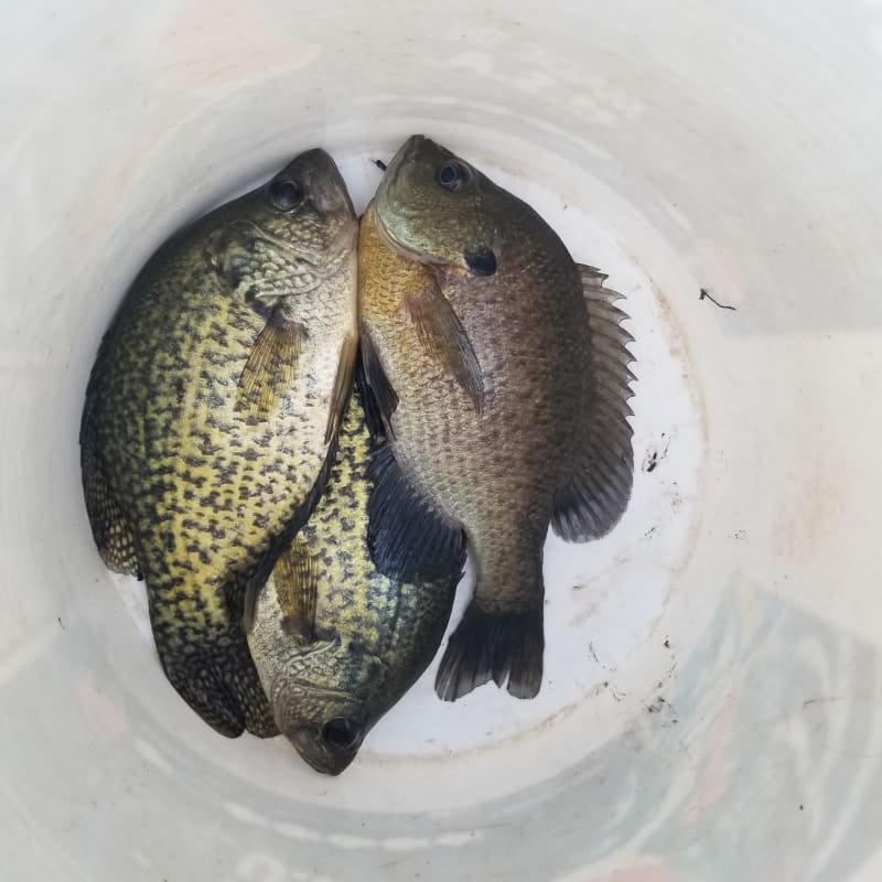 Lake Puckaway, Green Lake County - Wisconsin Fishing Reports and ...