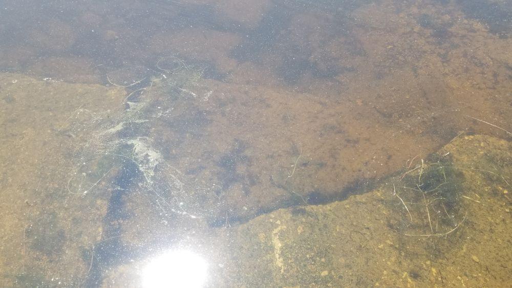 Lake Puckaway - Wisconsin Fishing Reports