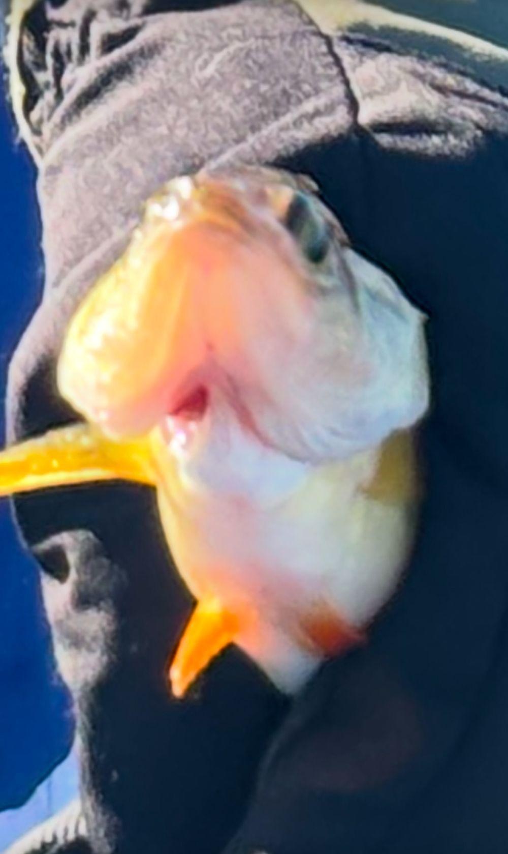Lake Puckaway - Wisconsin Fishing Reports