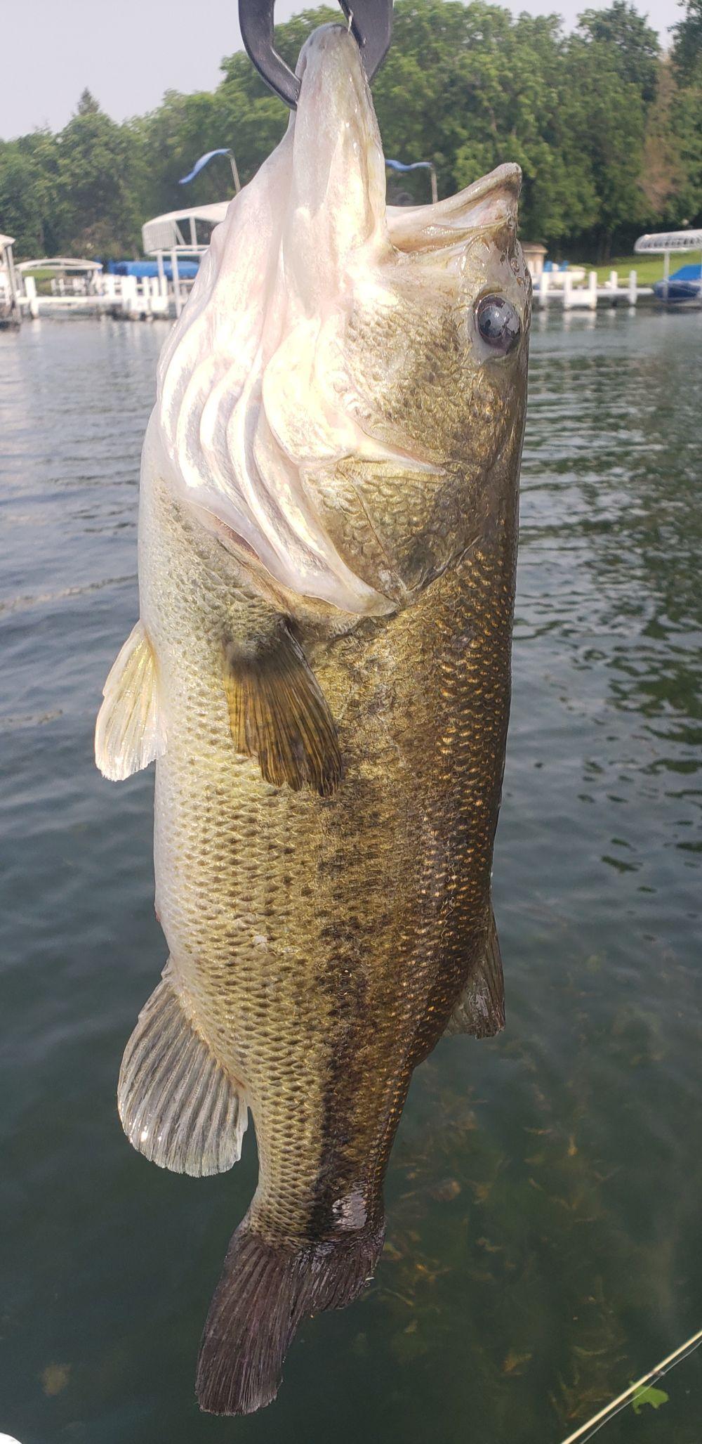 Delavan Lake - Wisconsin Fishing Reports