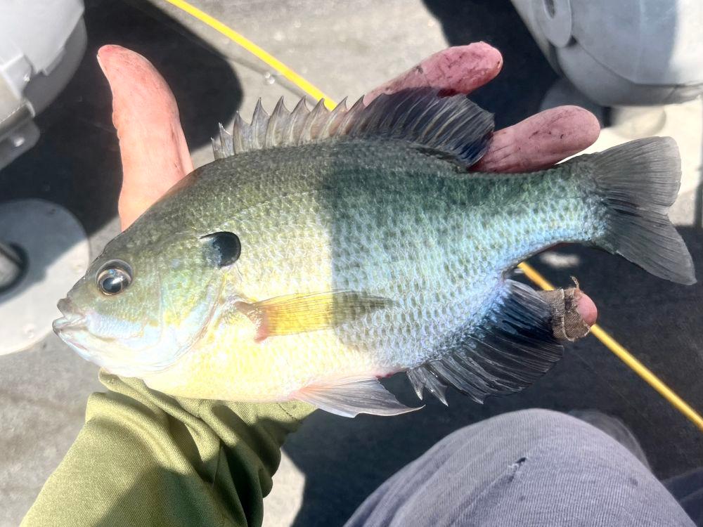 Delavan Lake - Wisconsin Fishing Reports