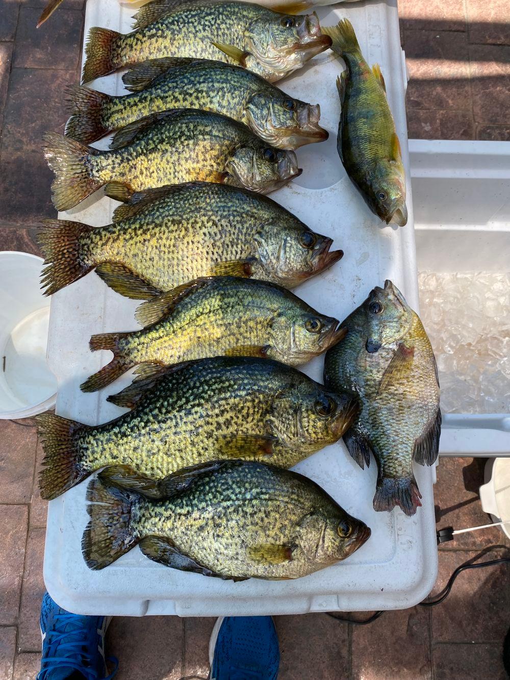 Delavan Lake - Wisconsin Fishing Reports