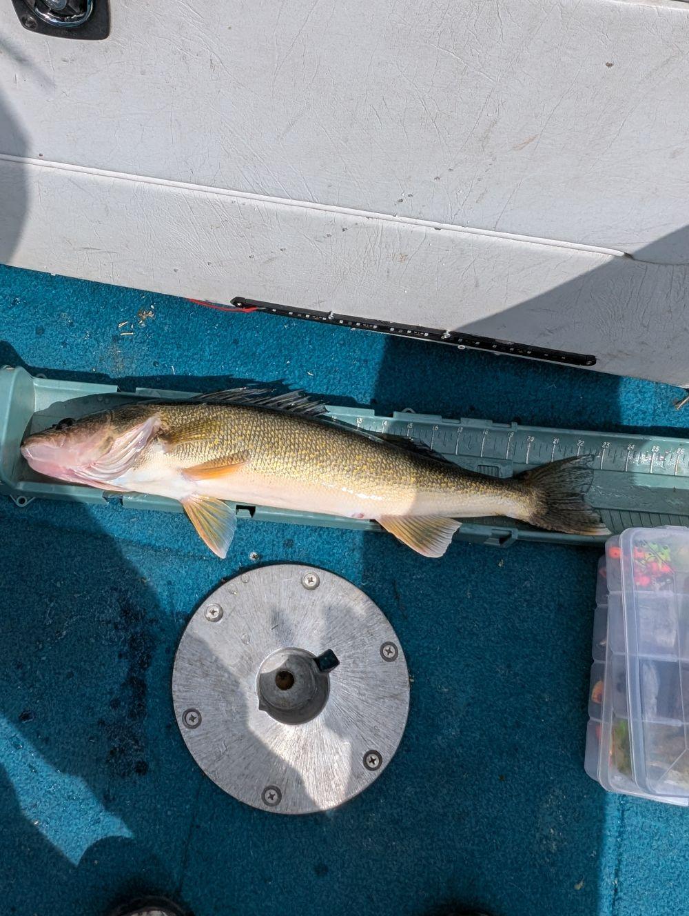 Peshtigo River - Wisconsin Fishing Reports