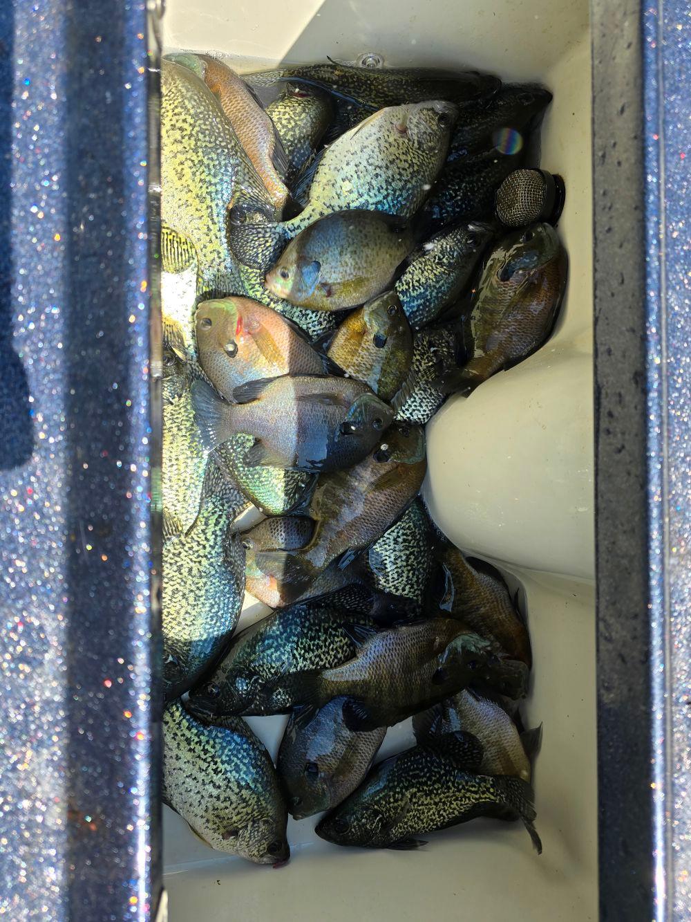 Mississippi River Pool 8 - LaCrosse - Wisconsin Fishing Reports