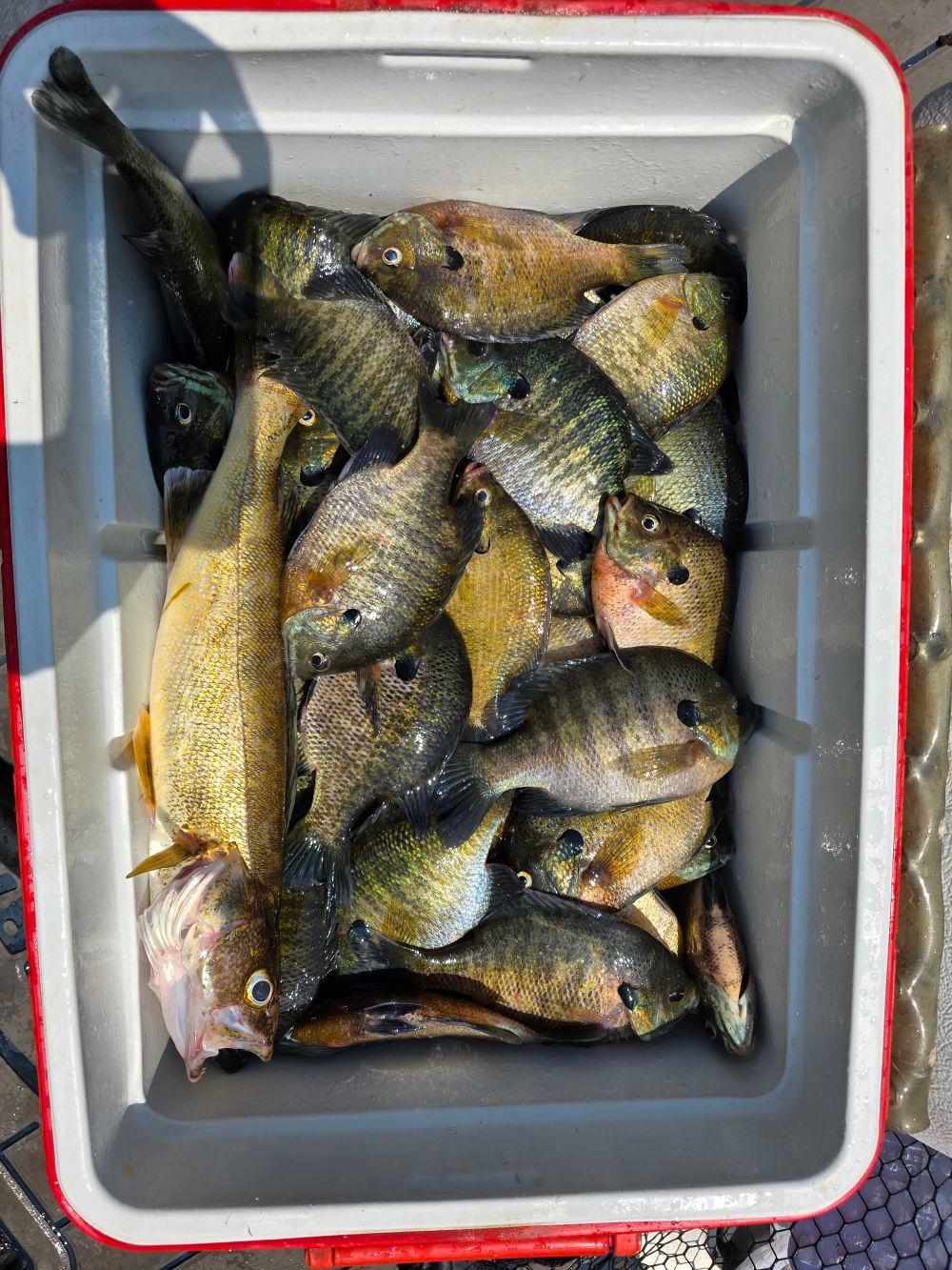 Mississippi River Pool 8 - LaCrosse - Wisconsin Fishing Reports