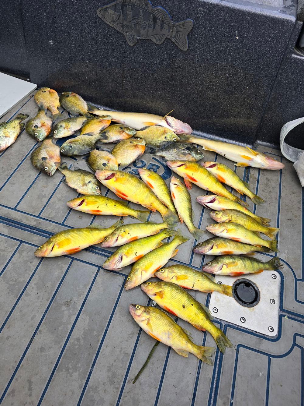 Mississippi River Pool 8 - LaCrosse - Wisconsin Fishing Reports