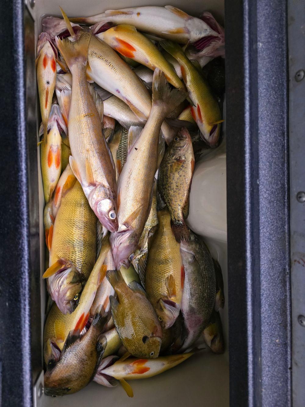 Mississippi River Pool 8 - LaCrosse - Wisconsin Fishing Reports