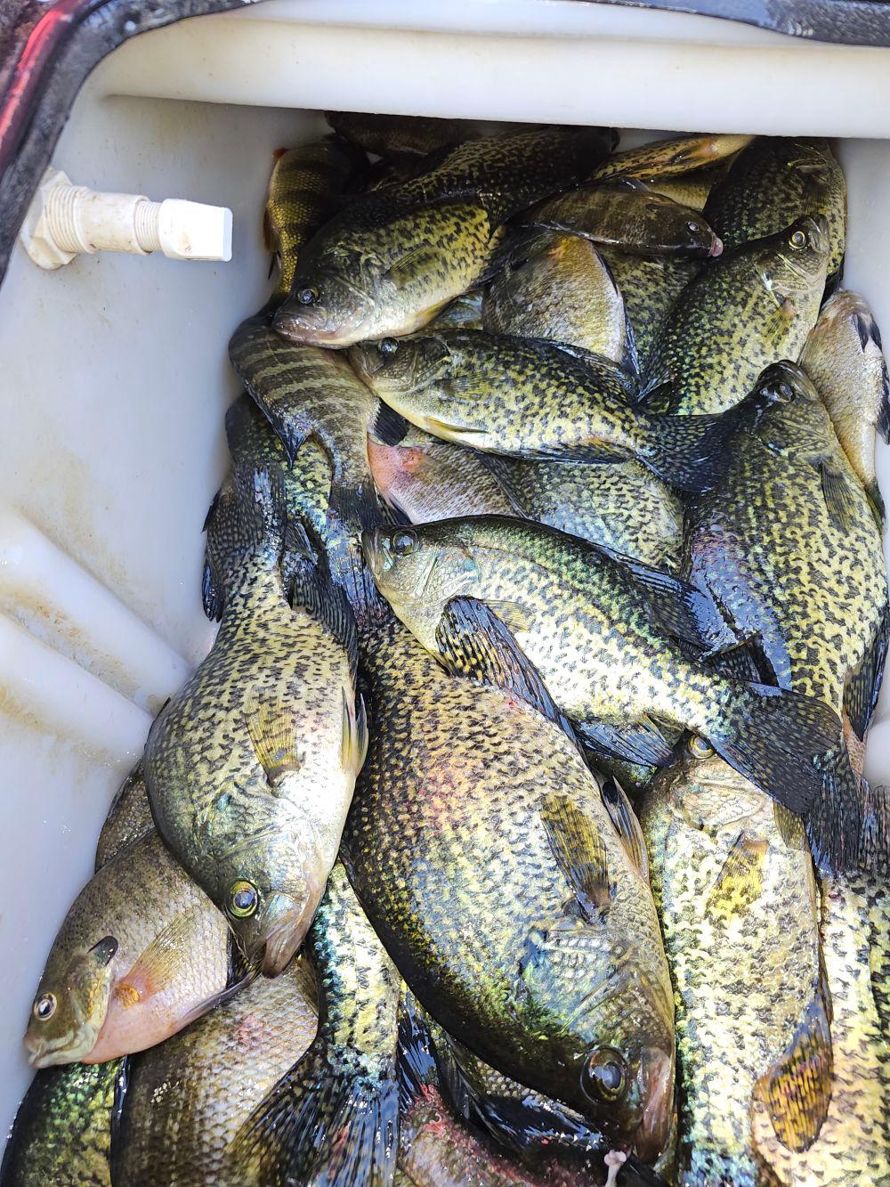 Mississippi River Pool 8 - LaCrosse - Wisconsin Fishing Reports