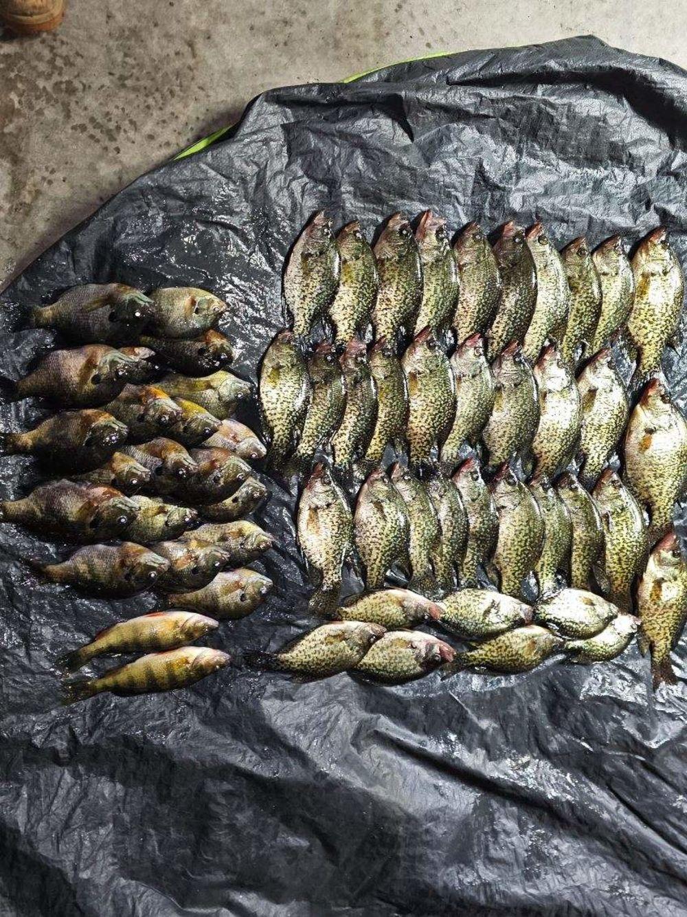 Mississippi River Pool 8 - LaCrosse - Wisconsin Fishing Reports