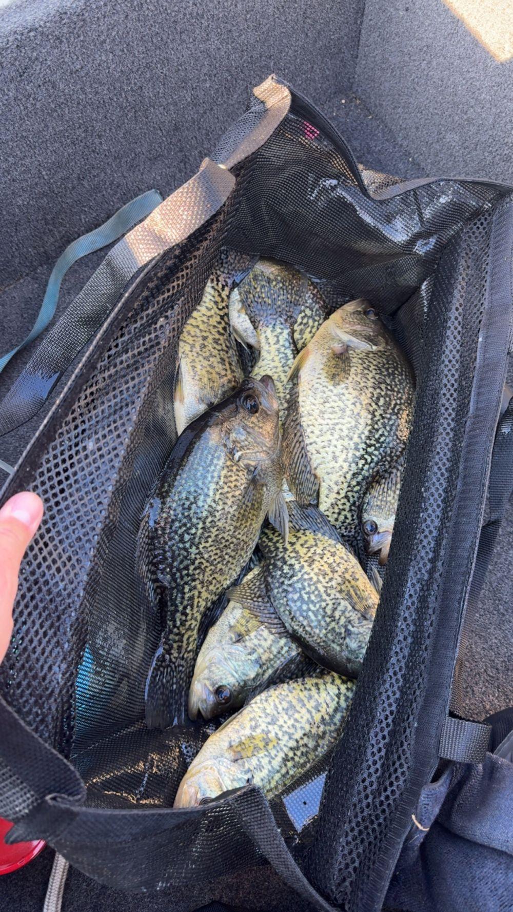 Mississippi River Pool 8 - LaCrosse - Wisconsin Fishing Reports